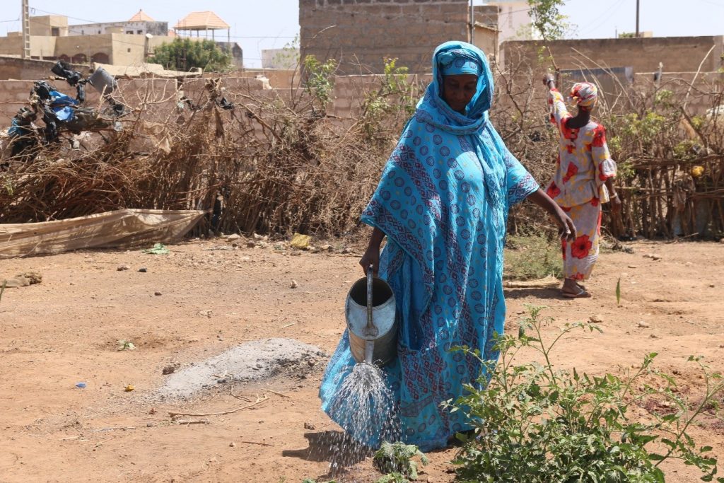 Eclosio │ projet Yessal sunu Mbay │ Assainir notre agriculture | Eclosio
