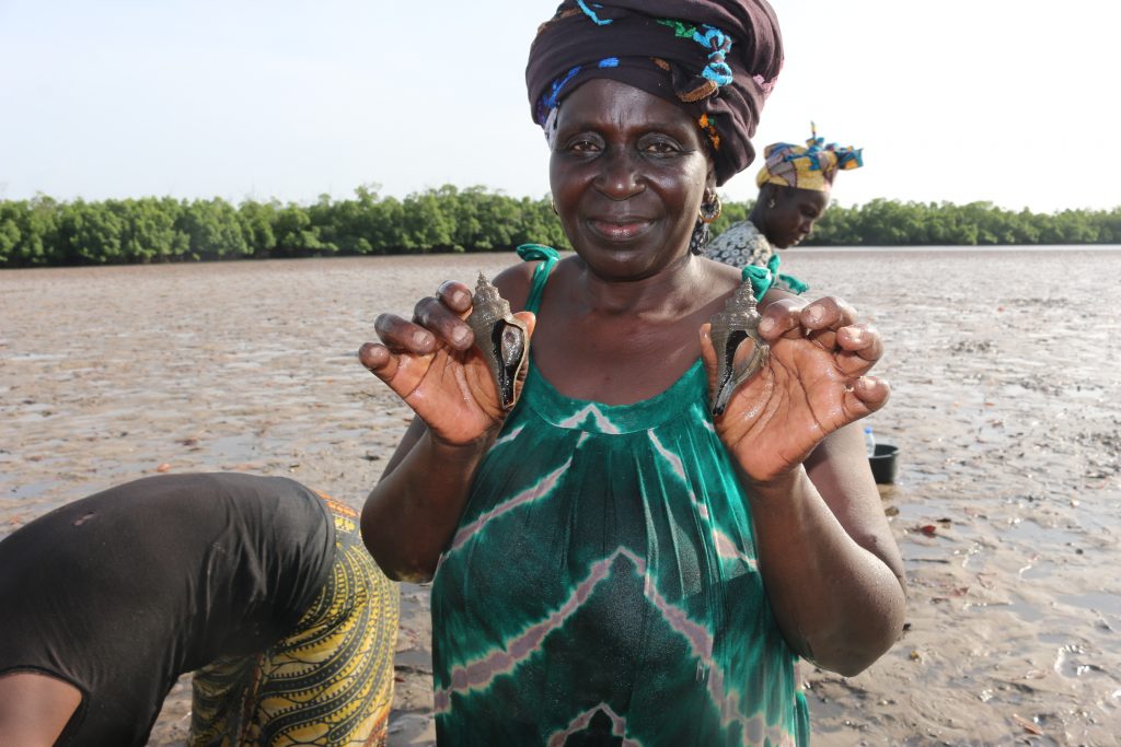 Projet Gestion des Forêts de Mangroves du Sénégal au Benin (PGFM)| Eclosio